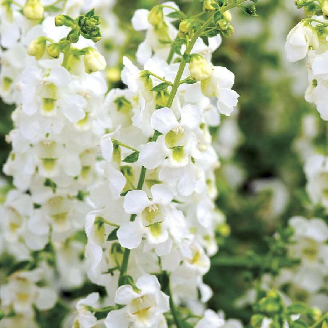 Flor Angelônia Comestível Bem Brotos - Cx 20 un